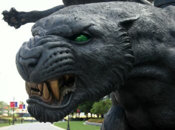 Carolina Panthers History and Evolution: From Expansion Team to NFL ...